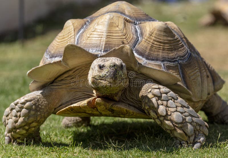 Very Large Desert Tortoise on the Grass Stock Photo - Image of ...