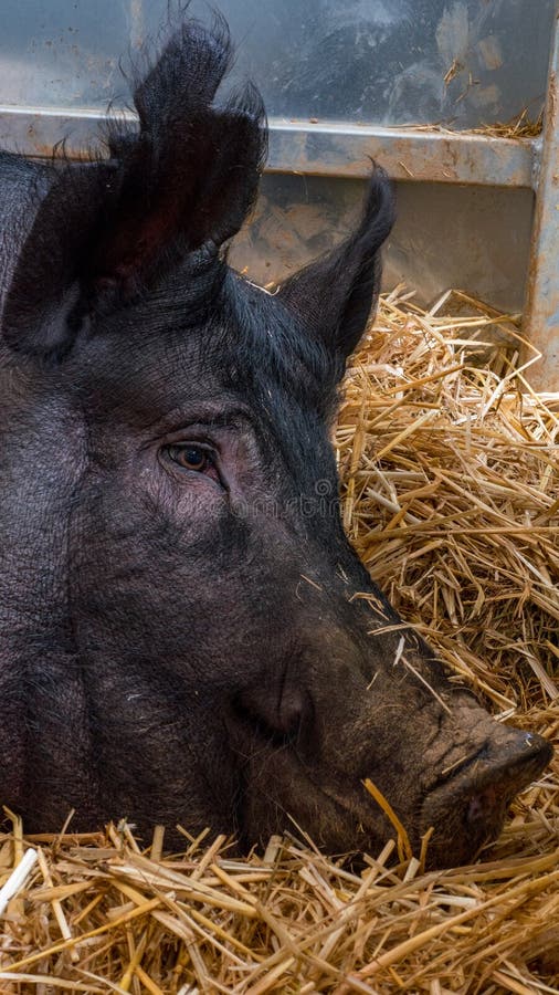Very large pig on hay stock image. Image of black, mammal - 73506559