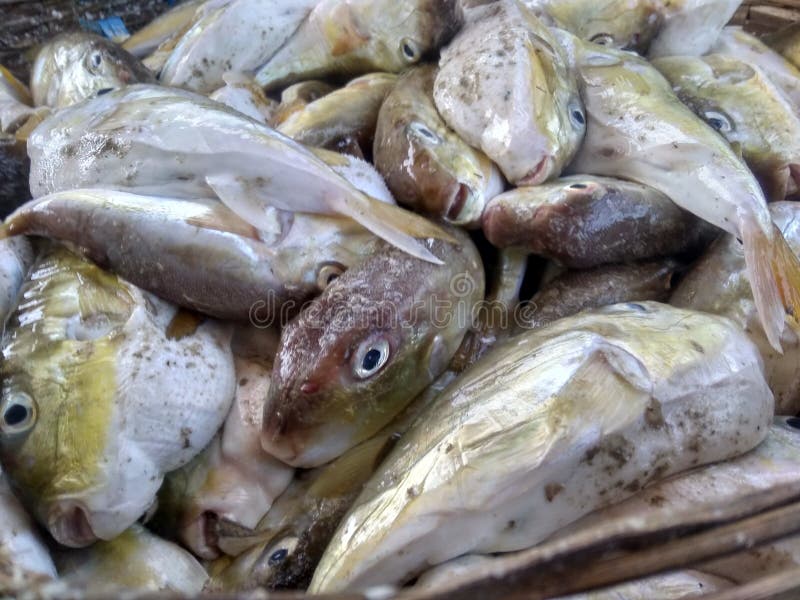 A Very Large Puffer Fish Caught Directly in the Sea Stock Photo - Image ...
