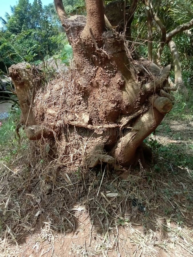 This is Very Large Roots so Beautiful and Amazing Stock Photo - Image ...