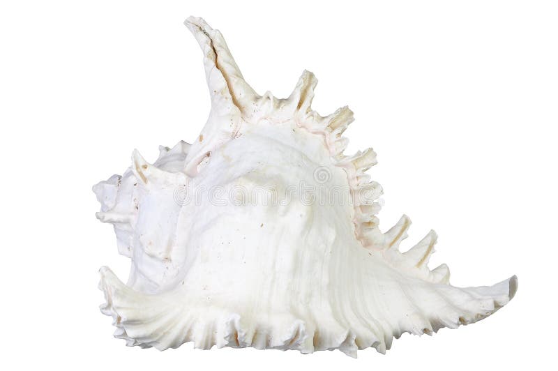 Very Large Sea Shell Isolated on White Stock Photo - Image of tropical ...