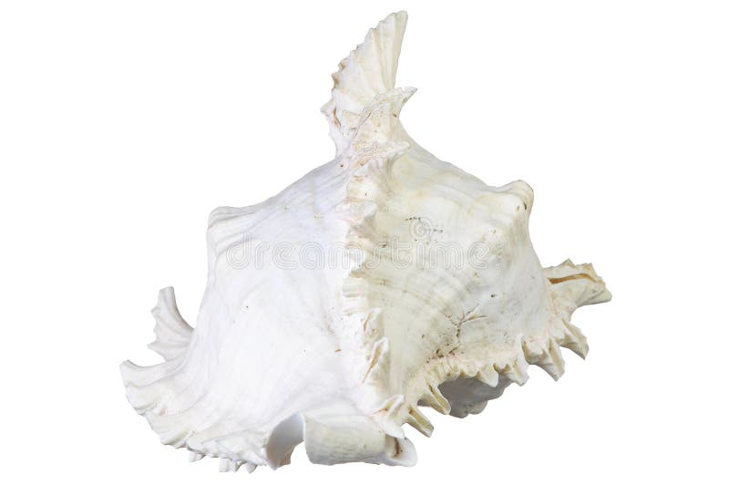 Very Large Sea Shell Isolated on White Stock Photo - Image of ocean ...