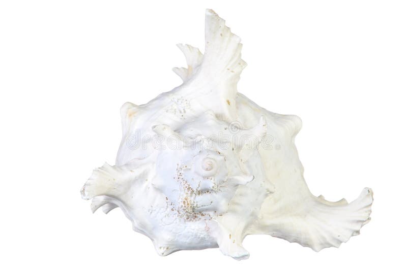 Very Large Sea Shell Isolated on White Stock Image - Image of marine ...