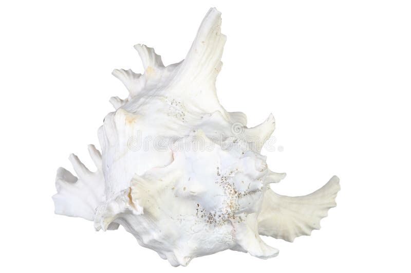 Very Large Sea Shell Isolated on White Stock Photo - Image of seafood ...