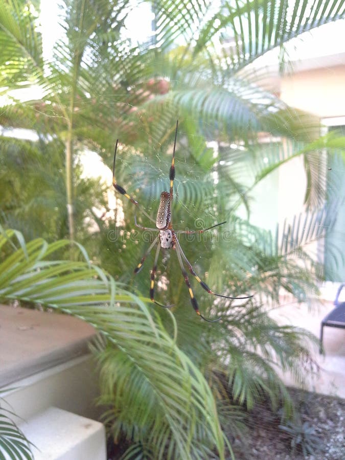 Very large spider stock photo. Image of long, large, spider - 81664864