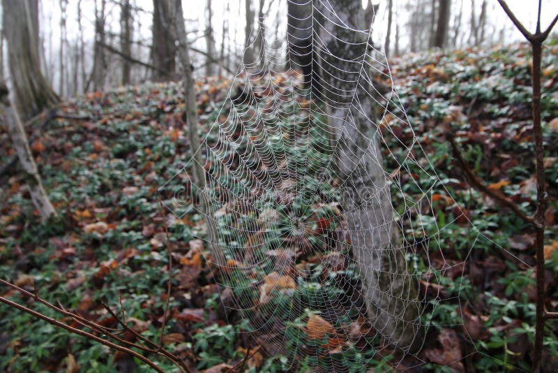 Spider web in forest stock photo. Image of morning, spider - 109681818
