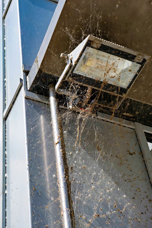 A Very Large Spider Web on a Modern Halogen Lantern on a Building Stock ...