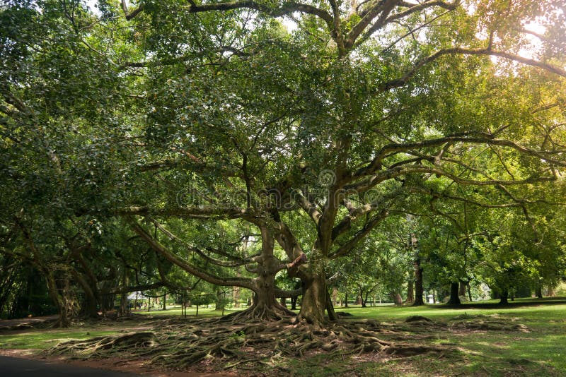 Very Large Spreading Tree in Asia. Stock Photo - Image of fresh, nature ...