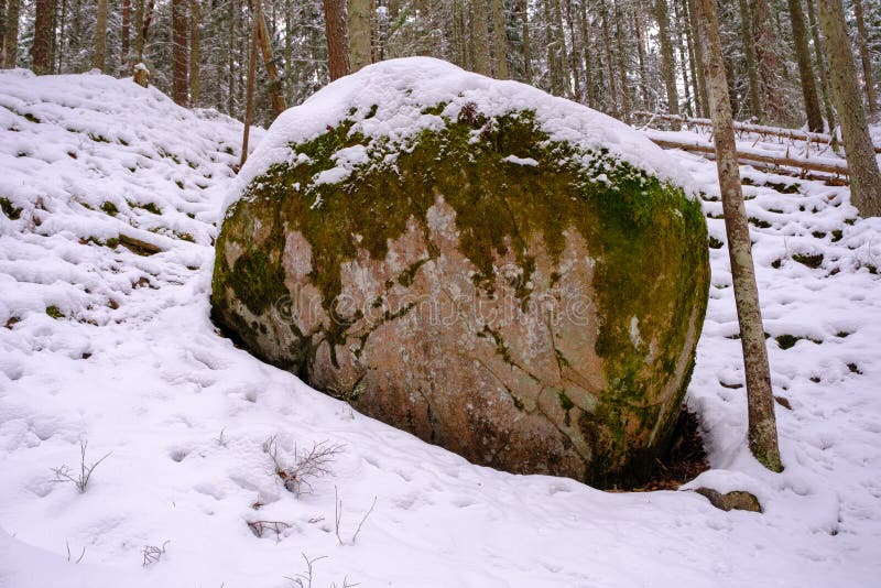 A Very Large Stone in the Forest of Latvia Stock Image - Image of tree ...