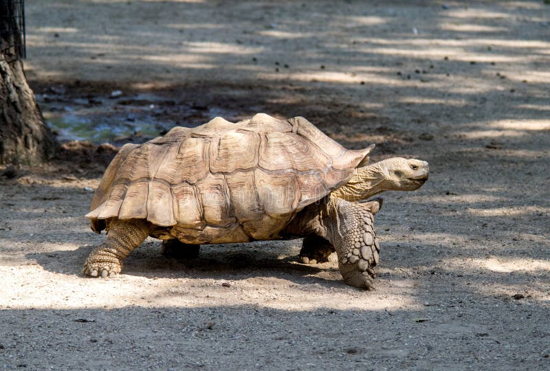 Very large tortoise stock photo. Image of amphibian, herbivore - 64693072