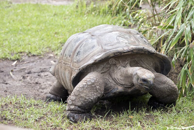 A very large tortoise stock photo. Image of hide, tortoise - 106422982
