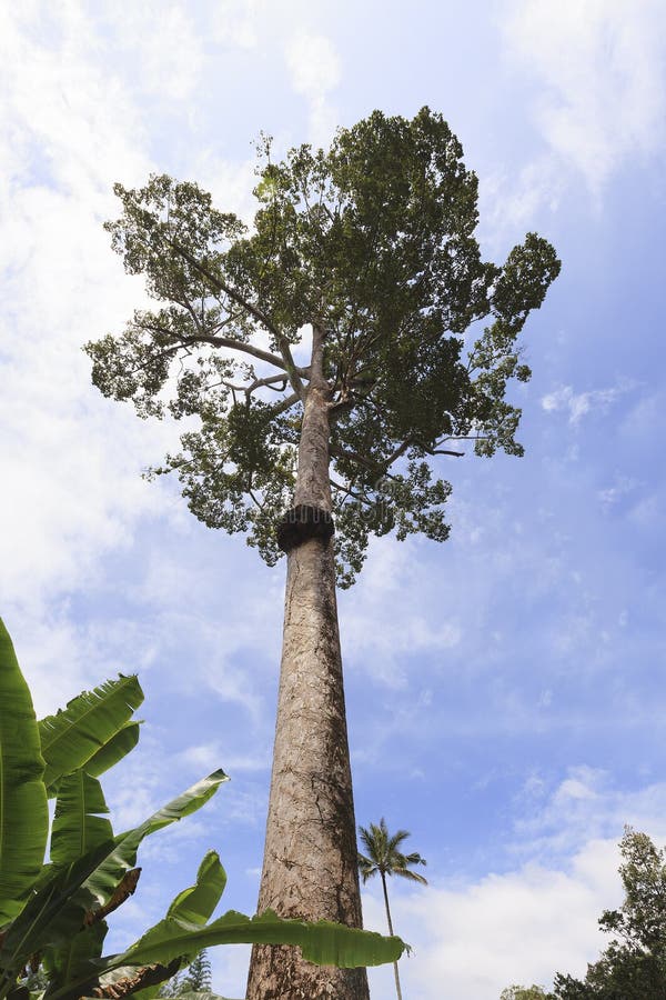 A Very Large Tree with Beehive. Stock Image - Image of rear, lush: 58502625