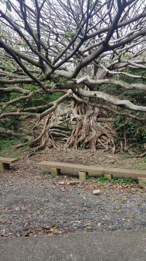 Very Large Tree Roots that Vines Stock Photo - Image of roots, vines ...