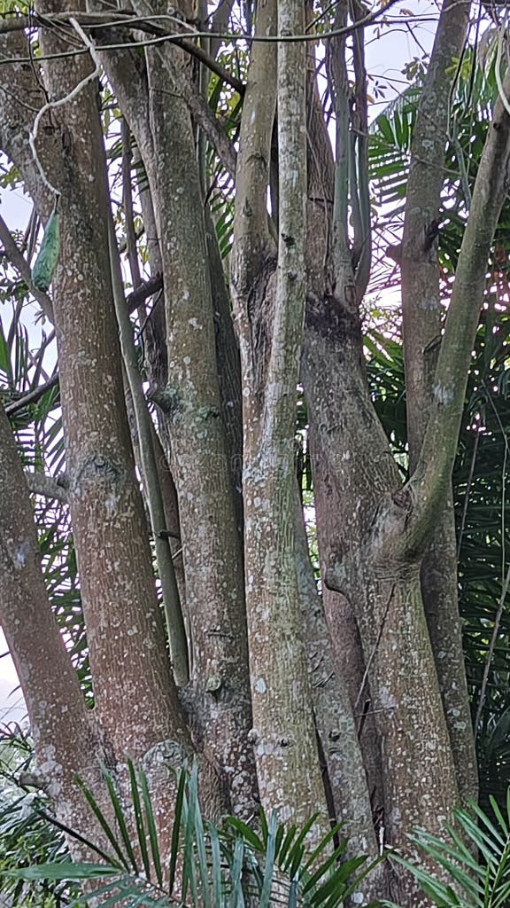 Very Large Tree Trunk Growth in the Garden Area Stock Image - Image of ...
