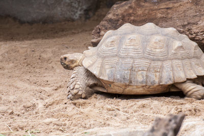 Very Large and Very Heavy Turtle Stock Image - Image of endangered ...