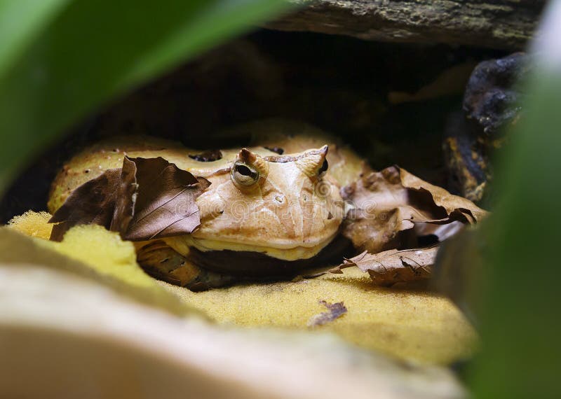 Horned Frog or Amazonian Slingshot Latin Ceratophrys Cornuta Stock ...