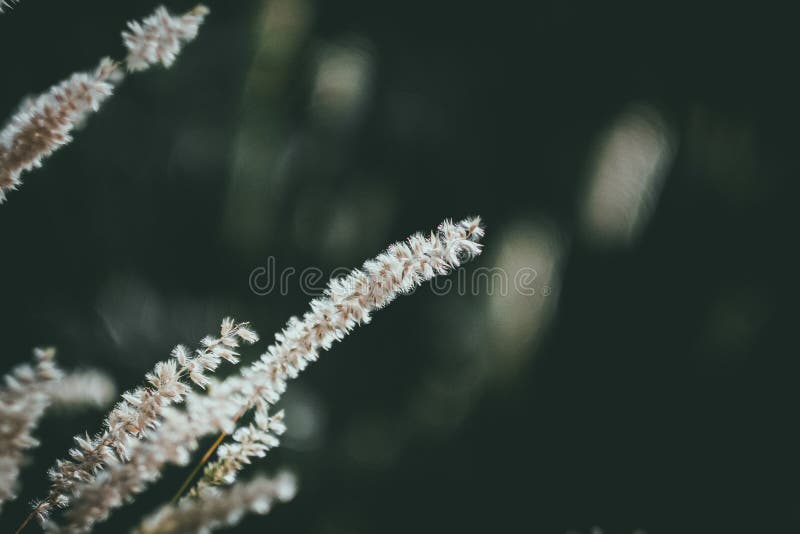 Light Natural Color Plants with Dark Background Stock Photo - Image of ...