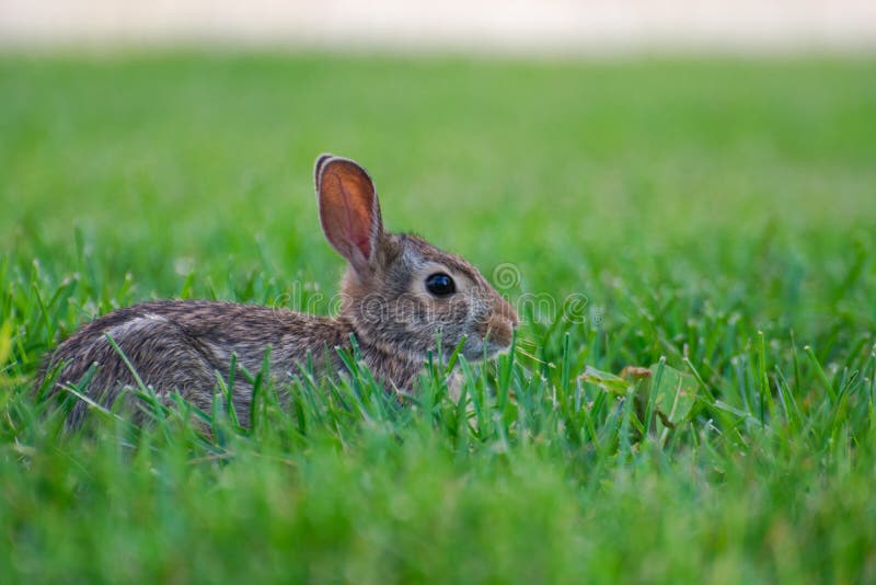 A Very Little Cute Wild Rabbit in the Backyard Stock Photo - Image of ...