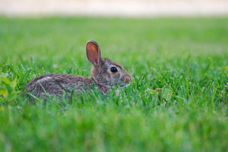 A Very Little Cute Wild Rabbit in the Backyard Stock Image - Image of ...