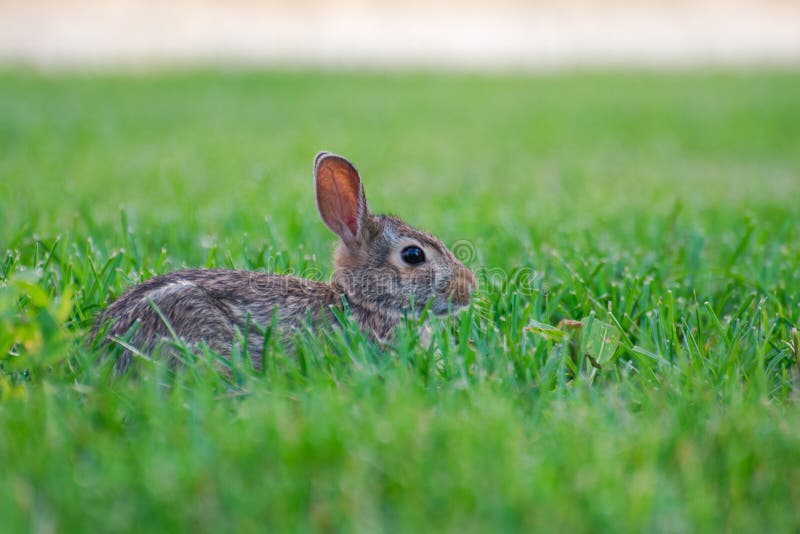 A Very Little Cute Wild Rabbit in the Backyard Stock Photo - Image of ...