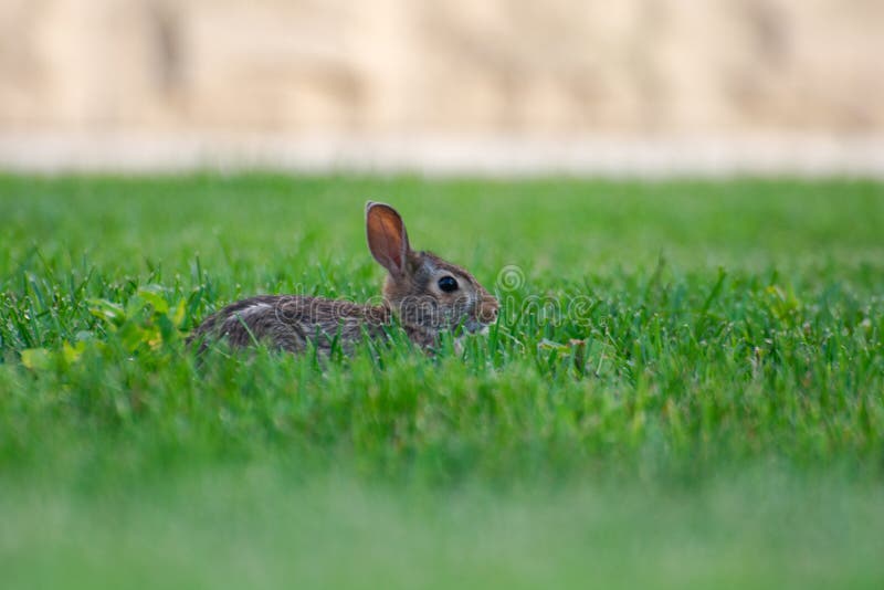 A Very Little Cute Wild Rabbit in the Backyard Stock Image - Image of ...