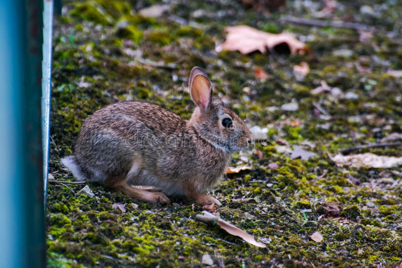 A Very Little Cute Wild Rabbit in the Backyard Stock Image - Image of ...