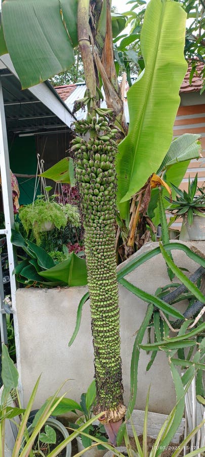 Very Long and Very Enchanting Magic Banana Stock Photo - Image of magic ...