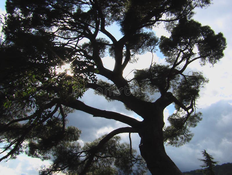 A Tall Tree with Long Branches on the Sides, on a Clear, Beautiful Day ...