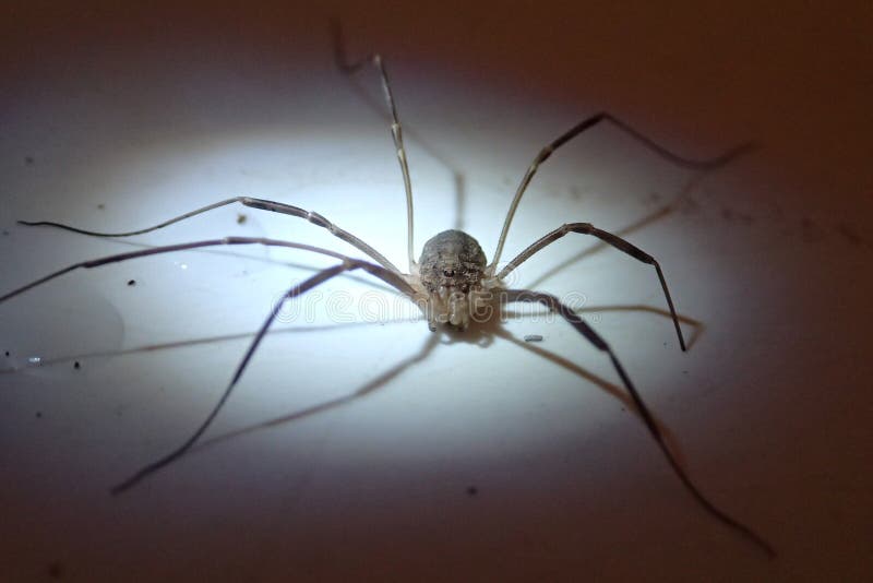 Long legs squid stock photo. Image of wildlife, hunter - 34854134