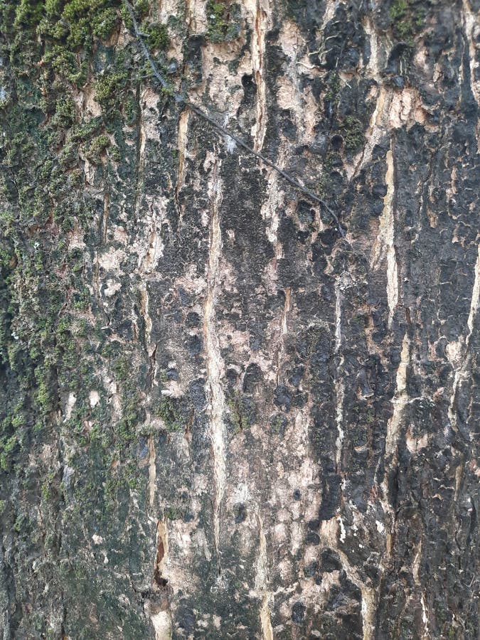 Very Long-lived Tree Bark Cracks Stock Photo - Image of bark, long ...