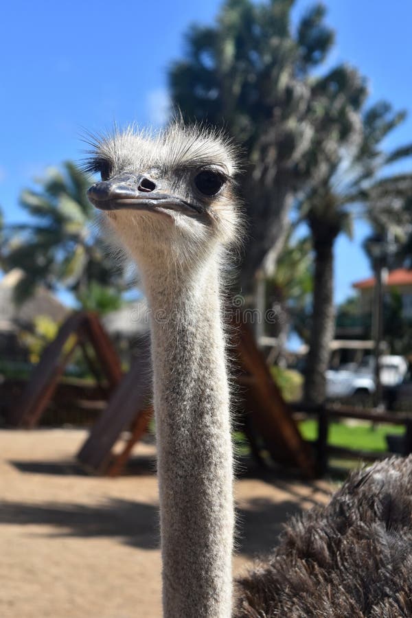 Very Long Neck on an Ostrich in Aruba Stock Photo - Image of bird ...