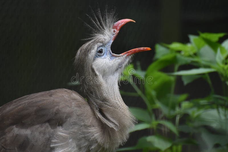 Very Loud Red Legged Seriema Bird with His Beak Open Stock Photo ...