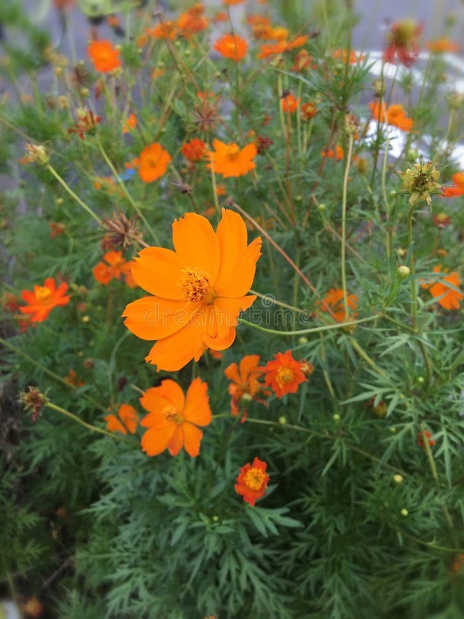 Very lovely flower stock image. Image of lovely, beautify - 96802525