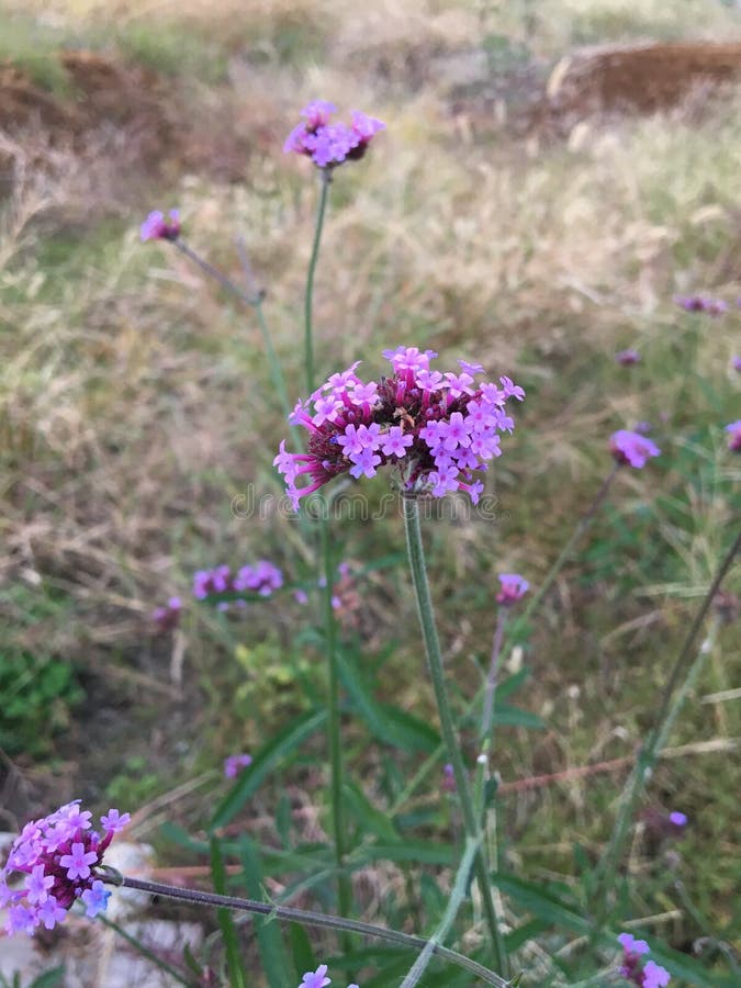 Very lovely flower stock photo. Image of pink, flower - 96802614