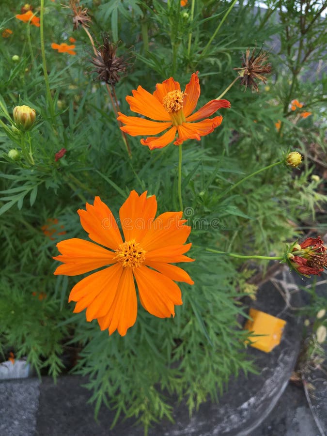 Very lovely flower stock photo. Image of flower, little - 96802592