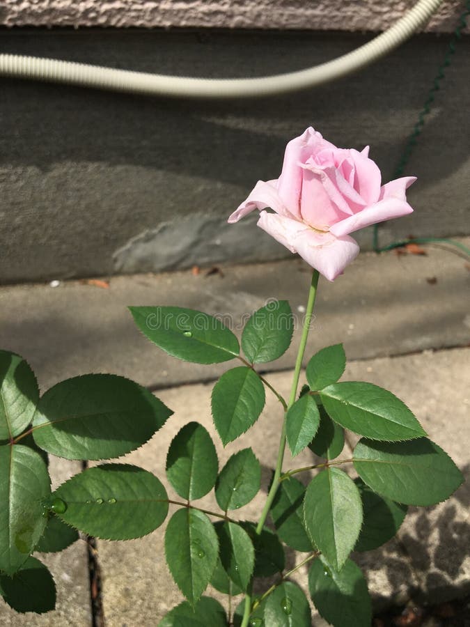 Very lovely rose stock image. Image of pink, leaf, beautify - 96802517