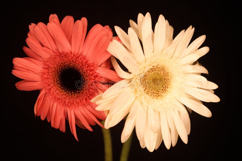 Very Lovely White Red Gerbera Flowers Stock Photos - Free & Royalty ...