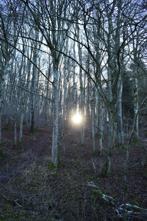 Very Low Sun in Winter Forest Stock Image - Image of light, tree: 231091405