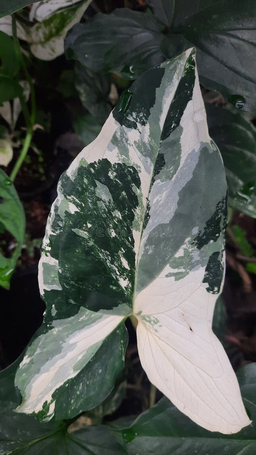 Very Luxurious Varigata Colors, Many Colors Mixed Stock Image - Image ...