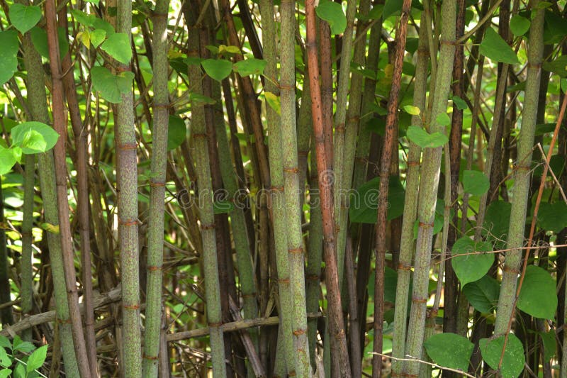 Very Many Green Stalks All Placed Next To Each Other Stock Image ...