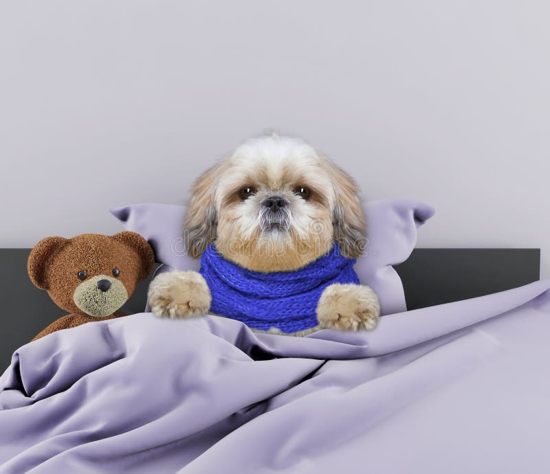 Very much sick cute dog stock photo. Image of problem - 85329264