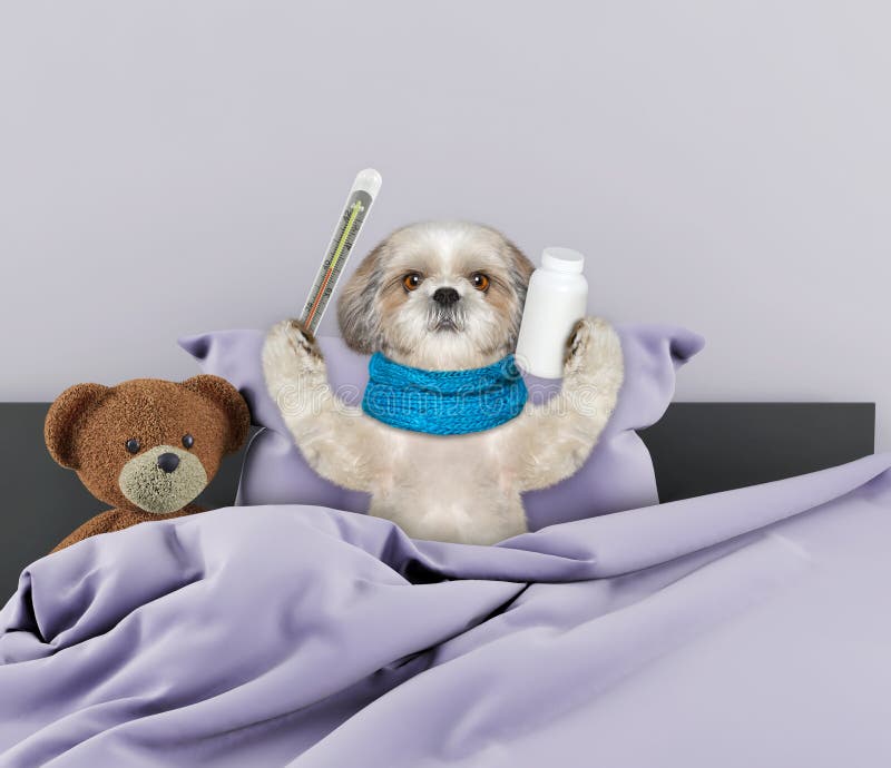Very much sick dog in bed stock photo. Image of mammal - 85328860