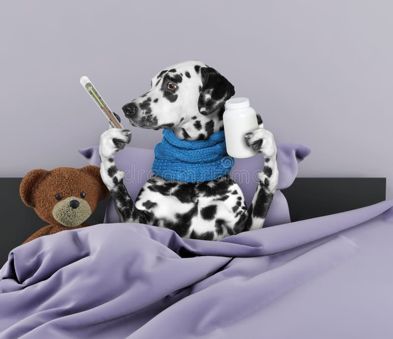 Very much sick dog stock photo. Image of laziness, animal - 84719664