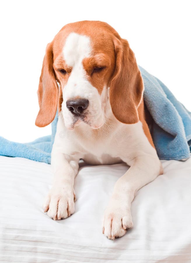 Very Much Sick Dog on White Background Stock Photo - Image of health ...