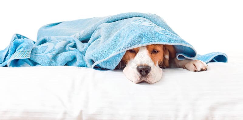 Very Much Sick Dog On White Background Stock Photo - Image of recovery ...