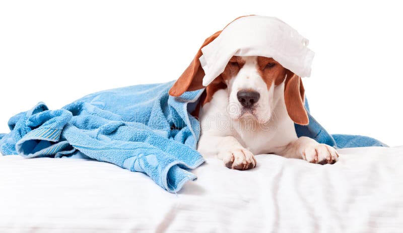 Very Much Sick Dog on White Background Stock Photo - Image of care ...