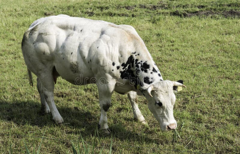 Very Muscled Cow in Green Field Stock Photo - Image of holland, meat ...