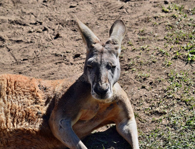 Very Muscular Wild Red Kangaroo Lying on the Grass Stock Image - Image ...