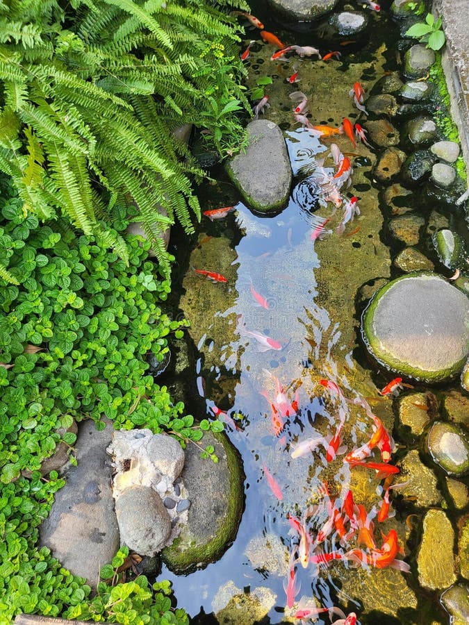 Very Natural and Fresh Fish Pond Stock Image - Image of fish, pond ...