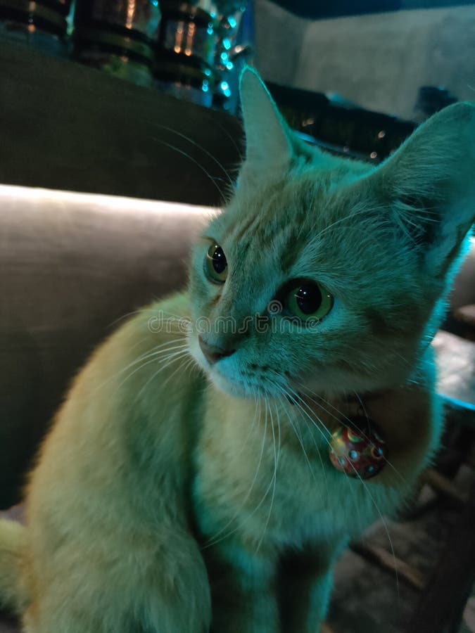 Very Neat Cat with Yellow Fur Stock Photo - Image of black, yellow ...